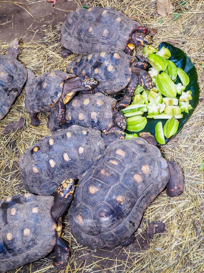 Animals Eating Star Fruit Stock Photos - Free & Royalty-Free Stock ...