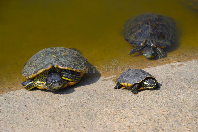 The turtles stock image. Image of terrapin, malayemys - 61295541