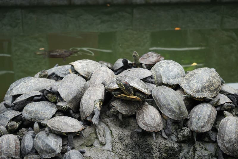 Turtles stock photo. Image of turtles, temple, reptiles - 78627944