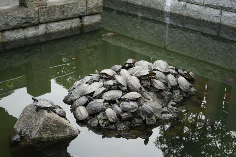 Turtles stock image. Image of life, travel, turtles, armature - 78628177