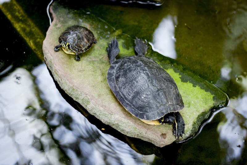 Turtles stock image. Image of testudines, shell, animals - 77924227