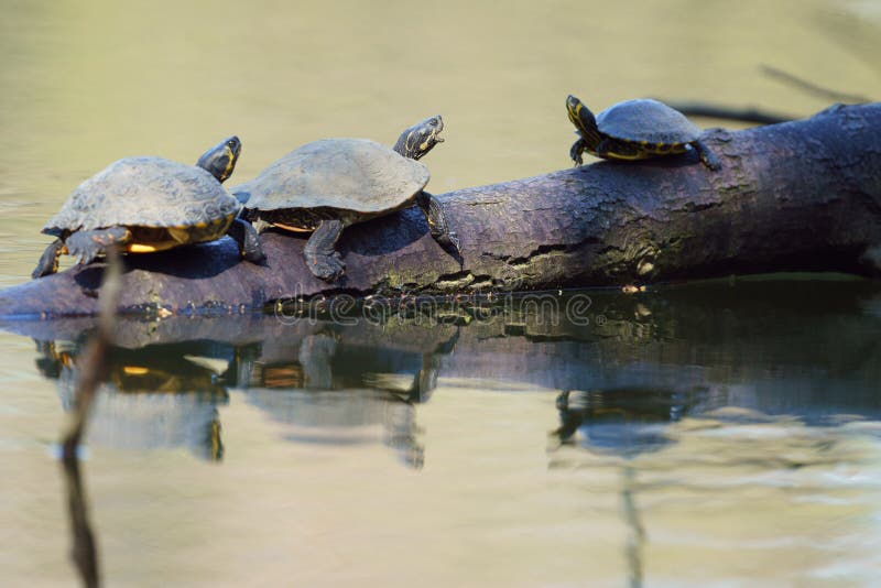 Turtle on a Tree in Water in a Row Stock Image - Image of tortoise ...