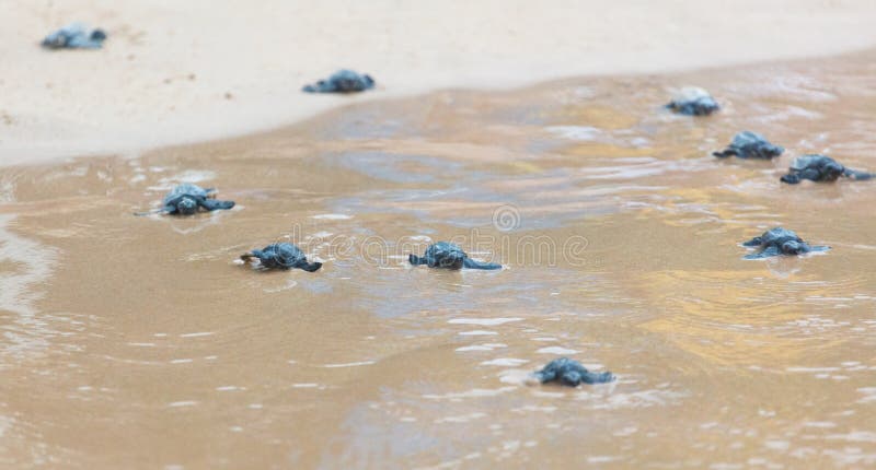 The Turtles Hatch from Their Eggs and Crawl Along the Sand Towards the ...