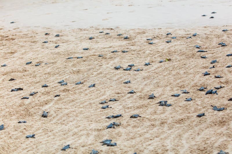 The Turtles Hatch from Their Eggs and Crawl Along the Sand Towards the ...