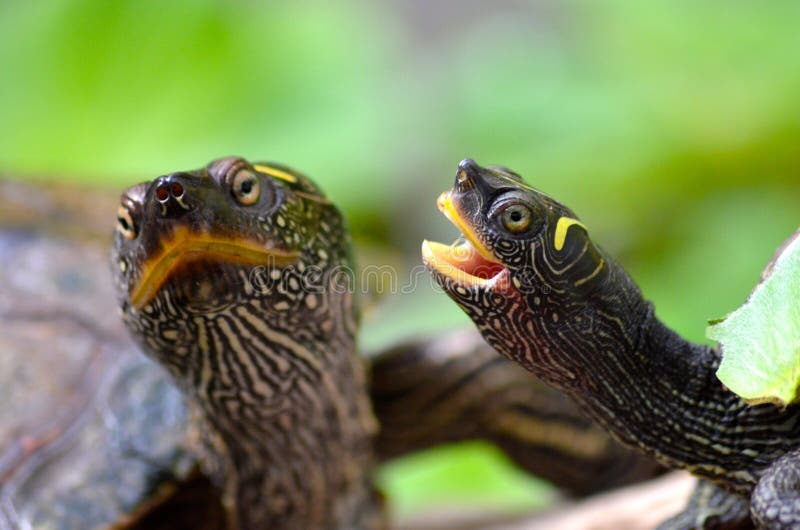 Turtles heads stock photo. Image of small, together, turtle - 40185650