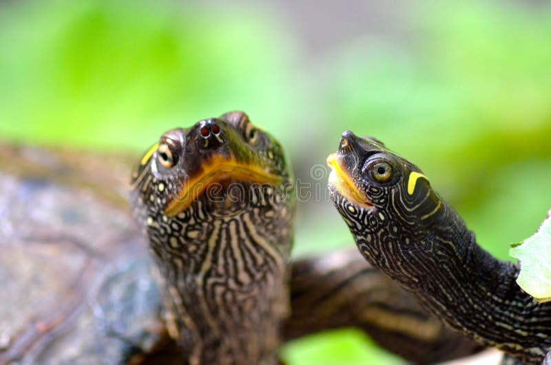 Turtles heads stock photo. Image of yellow, turtle, heads - 40185718