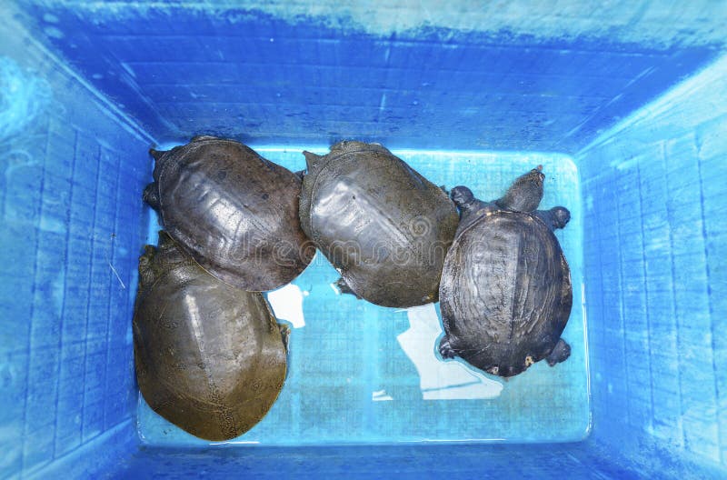 Turtles, Jakarta, Java, Indonesia Stock Photo - Image of jakarta, java ...