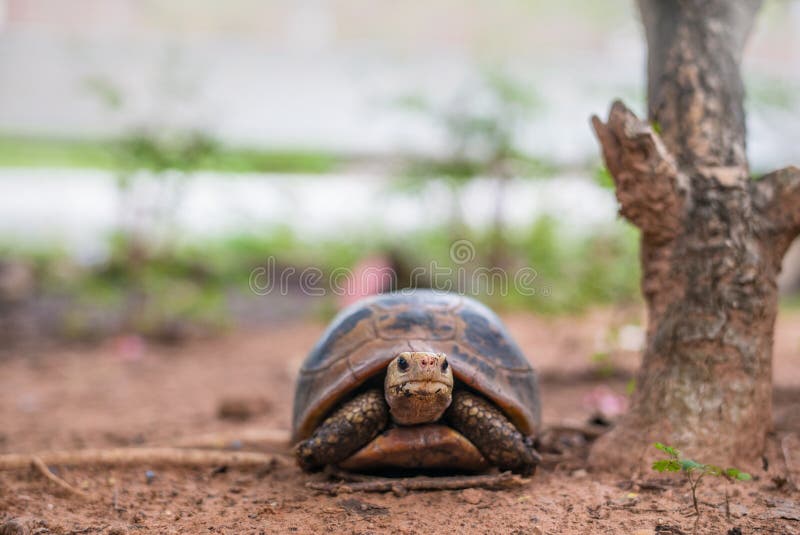 Turtles on land stock photo. Image of brown, life, species - 94232160