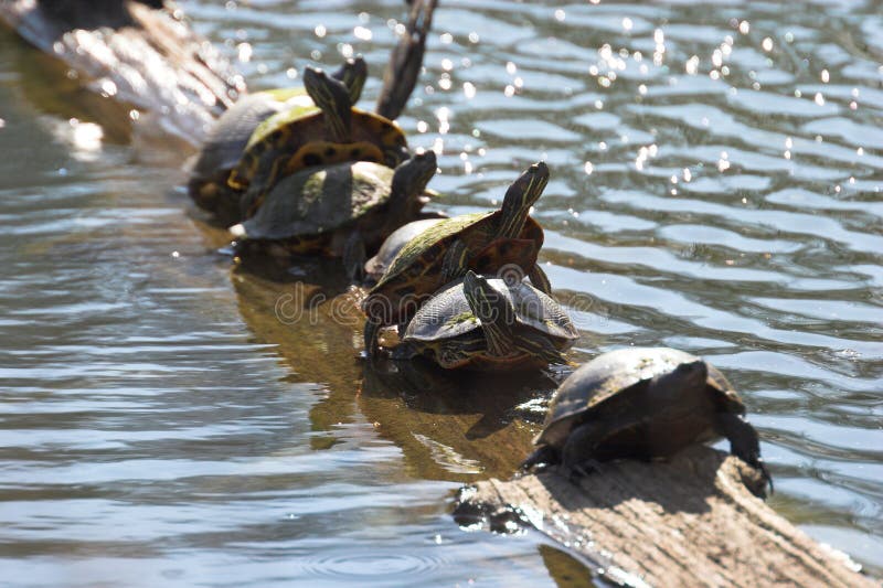 Turtles in a line stock photo. Image of turtle, lake, spring - 562188