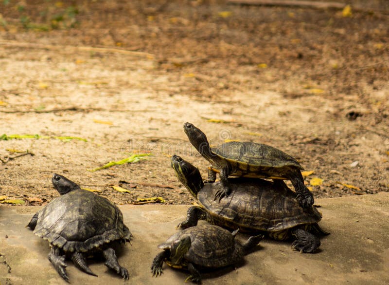Turtles Live in Pond Thailand Zoo Stock Image - Image of creature, wild ...