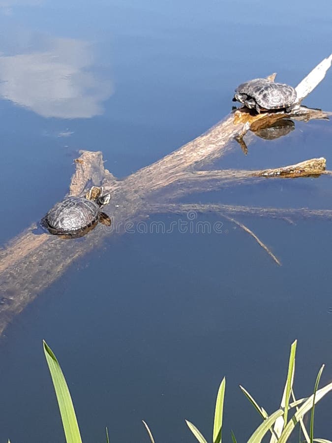 Turtles in local pool stock image. Image of reflection - 202932945