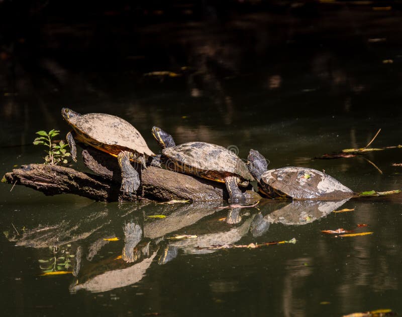 3 turtles on a log stock photo. Image of animal, wildlife - 236484344
