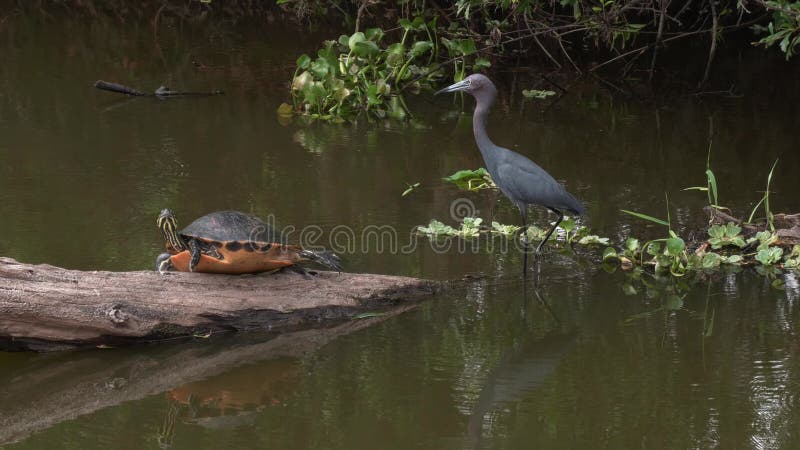 Turtles on a Log and Little Blue Heron in a Swamp Stock Video - Video ...