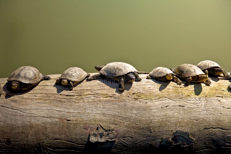 Turtles on a log stock image. Image of water, timber - 90248353