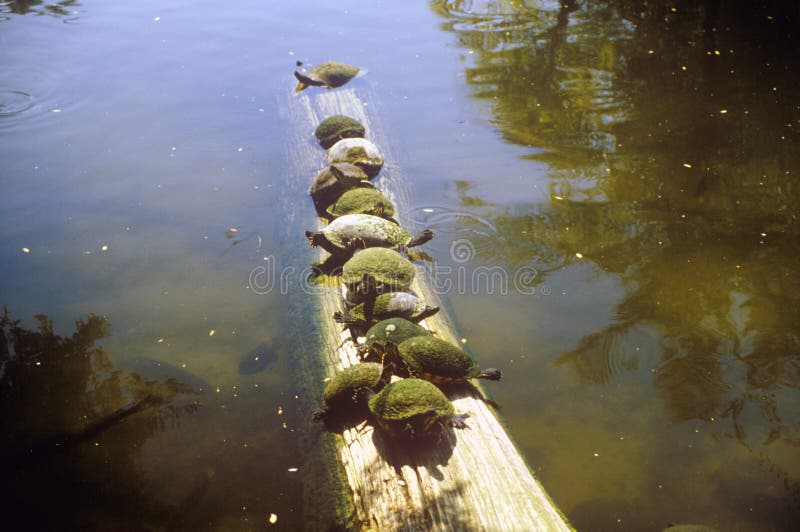 Two Turtles in Water Mating. Stock Image - Image of concept, painted ...
