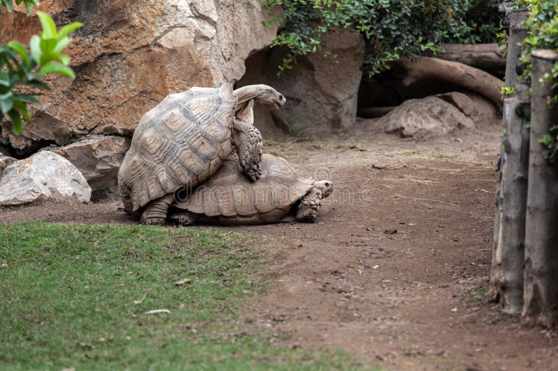 Turtles making love stock photo. Image of love, intercourse - 34013722