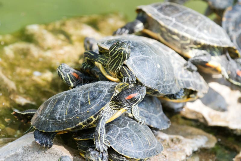 Turtles stock image. Image of closeup, group, close, turtles - 49286545