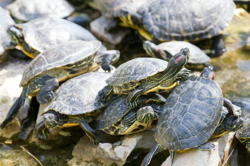 Turtles stock image. Image of water, group, close, turtles - 49286317