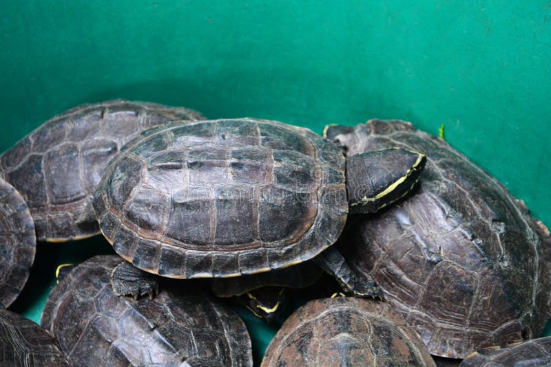 Turtles in the Market stock image. Image of shell, sale - 44514437