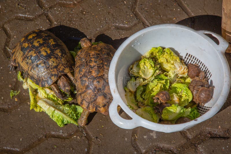 Turtles in Marrakesh stock photo. Image of morocco, market - 62872728