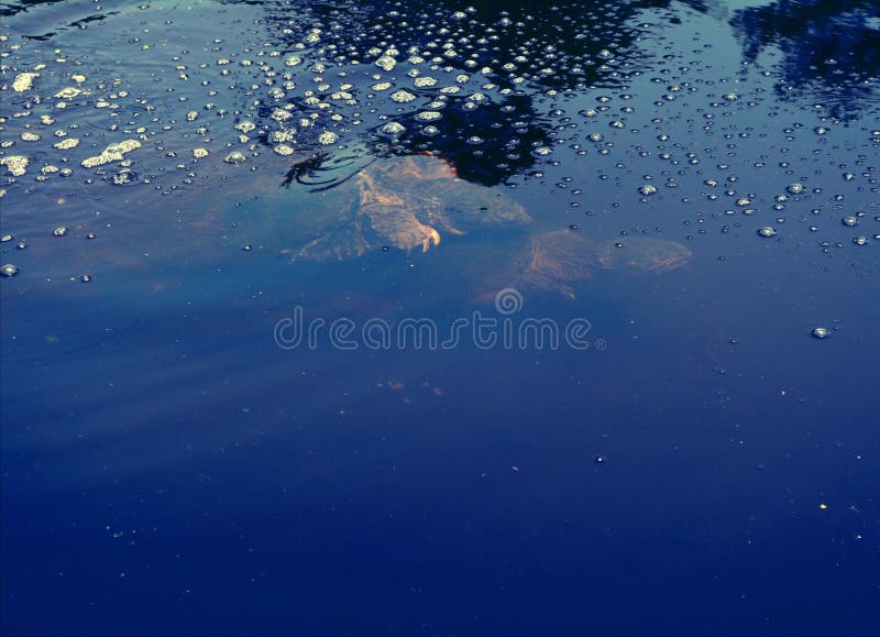 Two Snapping Turtles Mating Underwater in a Pond in Massachusetts Stock ...