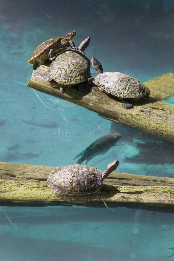 Turtles meeting stock photo. Image of reptiles, swim, wild - 8540018
