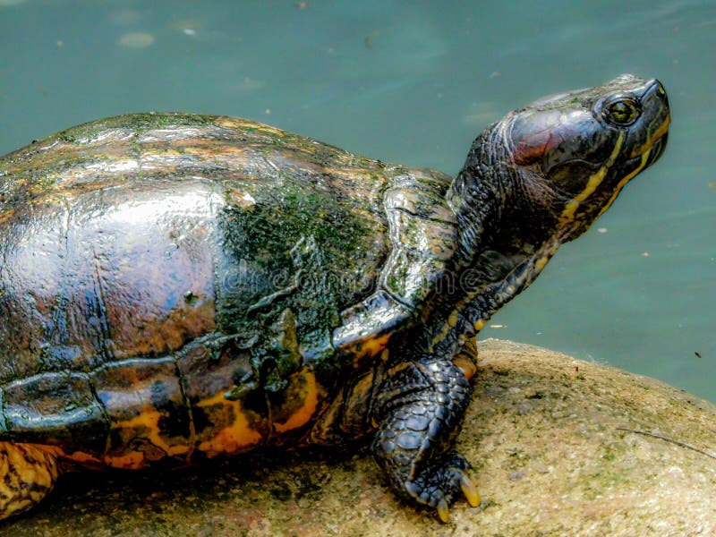 Turtles stock image. Image of order, reptiles, testudines - 260363393