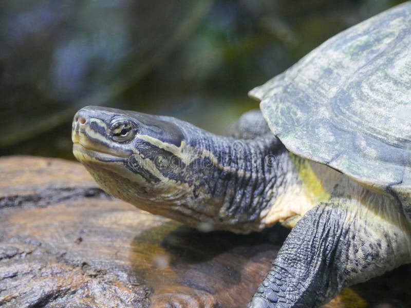 Turtles are an Order of Reptiles Known As Testudines Stock Image ...