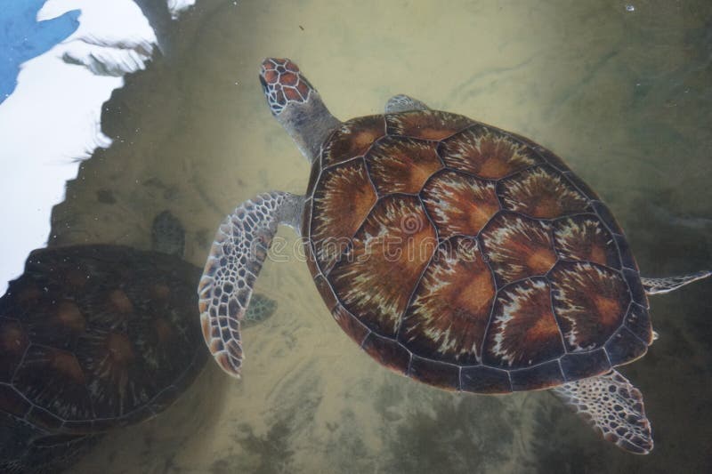 Tutle Shell Stock Photos - Free & Royalty-Free Stock Photos from Dreamstime