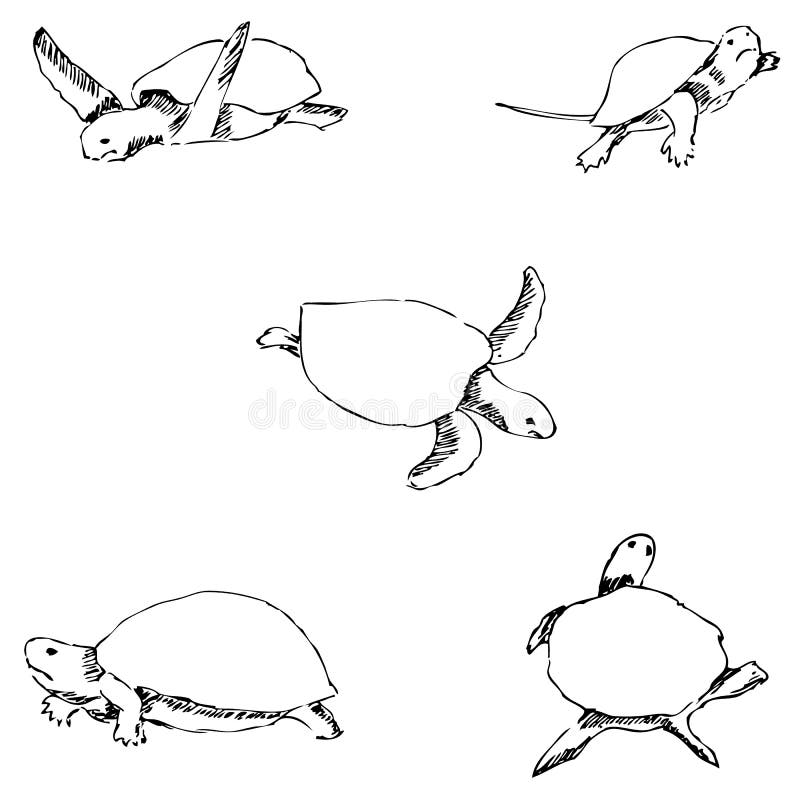 Turtles. Pencil Sketch by Hand Stock Vector - Illustration of aquatic ...