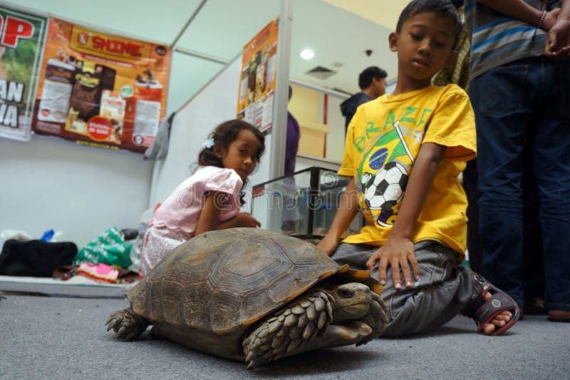 Turtles editorial stock photo. Image of interact, people - 48808488