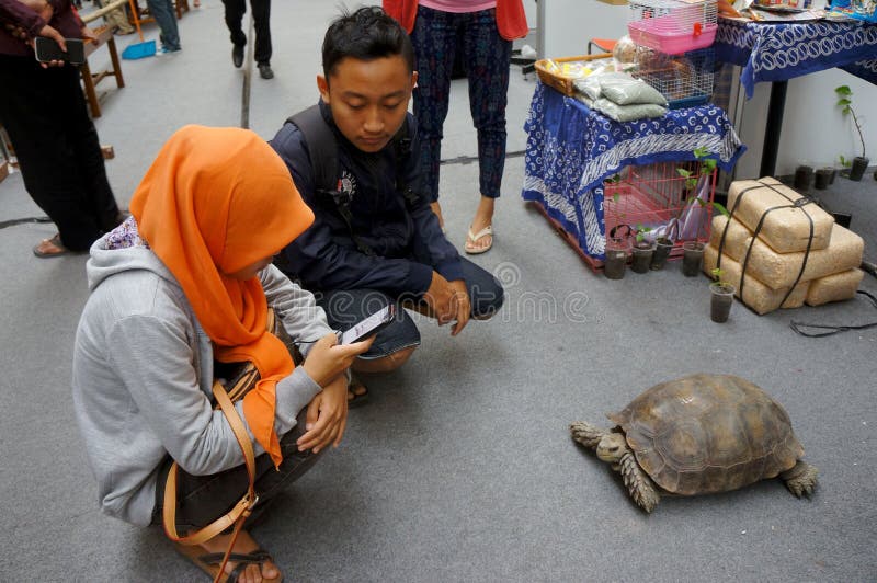 Turtles editorial stock image. Image of exhibition, interact - 48808489
