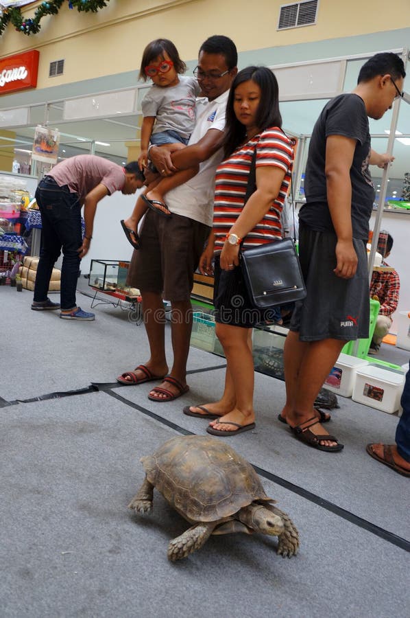 Turtles editorial stock image. Image of people, java - 48808584