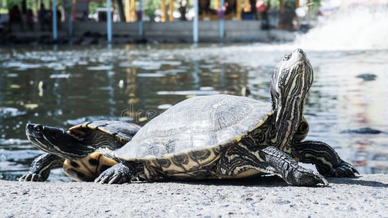 Turtles in a pond. stock photo. Image of turtle, wildlife - 67062898