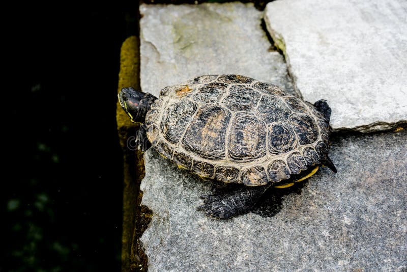Turtle in Pond Close Up View Grey Shell Stock Photo - Image of color ...