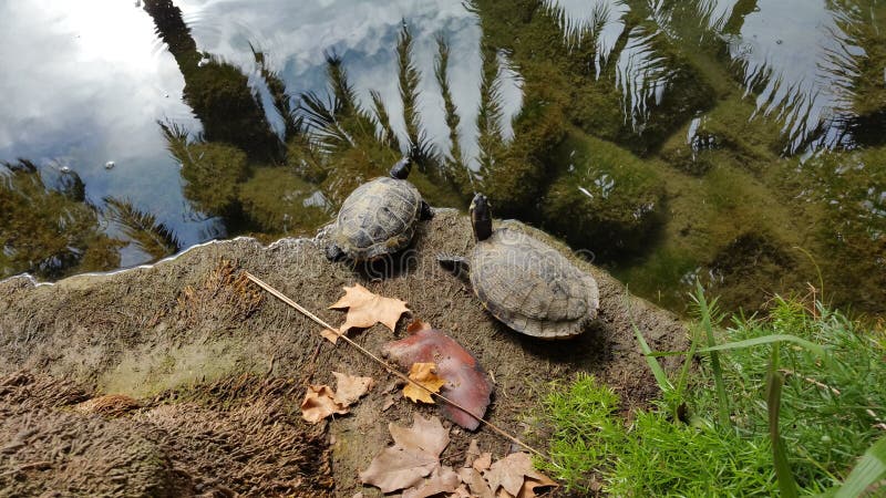 Nturtle Meeting Stock Photos - Free & Royalty-Free Stock Photos from ...