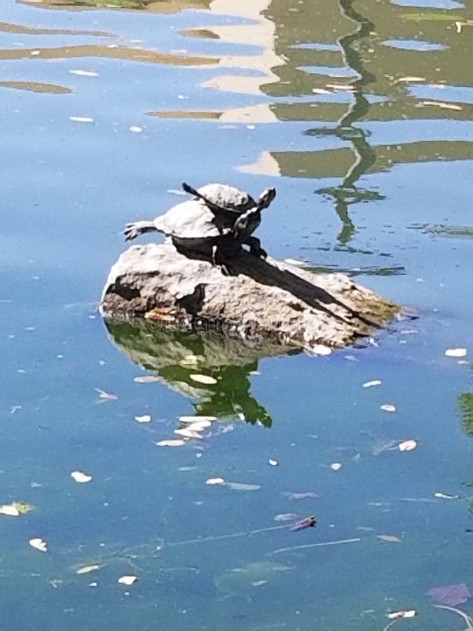 Turtles in the Pond editorial photography. Image of pond - 163485042