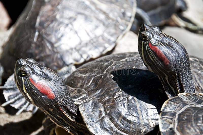 Turtles Posing for the Camera. Stock Image - Image of isolated, macro ...