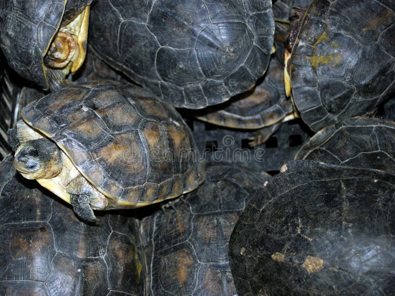 Turtles at Qinping Market, Guangzhou, China Stock Photo - Image of ...