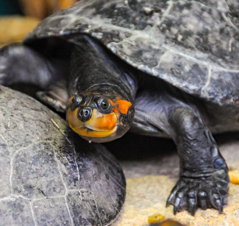 Turtles with Red Ears Behind Glass Terrarium Stock Image - Image of ...