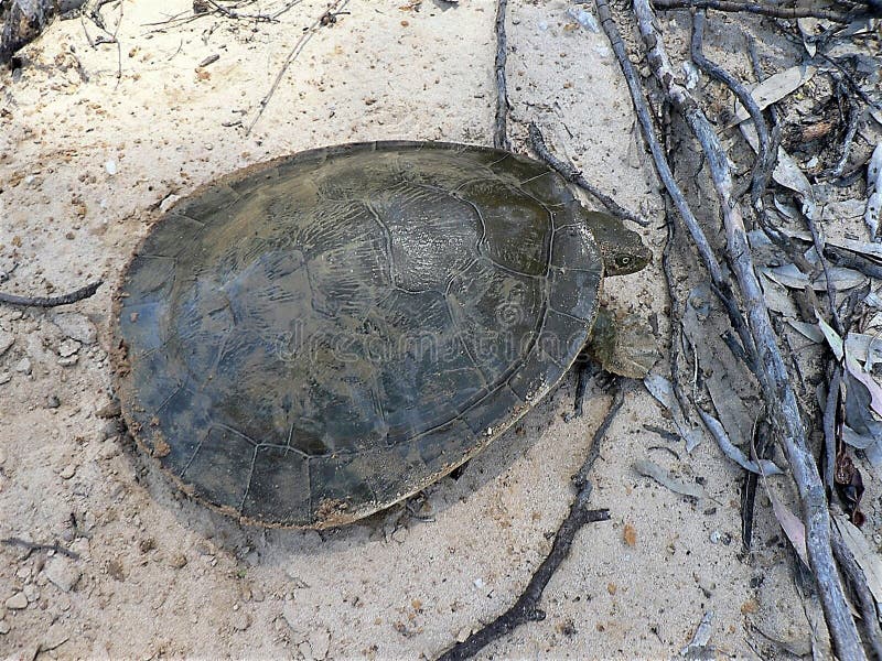 Large Turtle Going Back To River Stock Image - Image of years, turtles ...