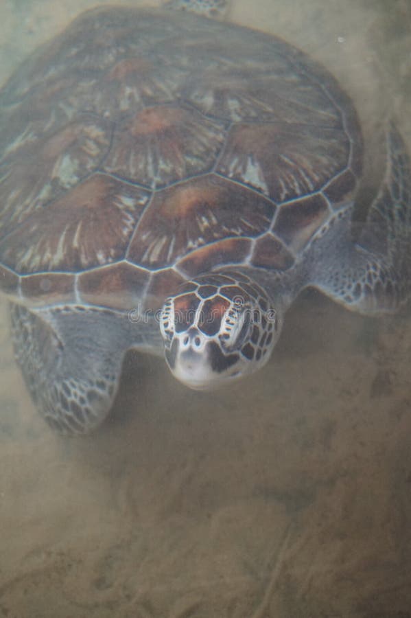 Ocean Turtle Logo Stock Photos - Free & Royalty-Free Stock Photos from ...