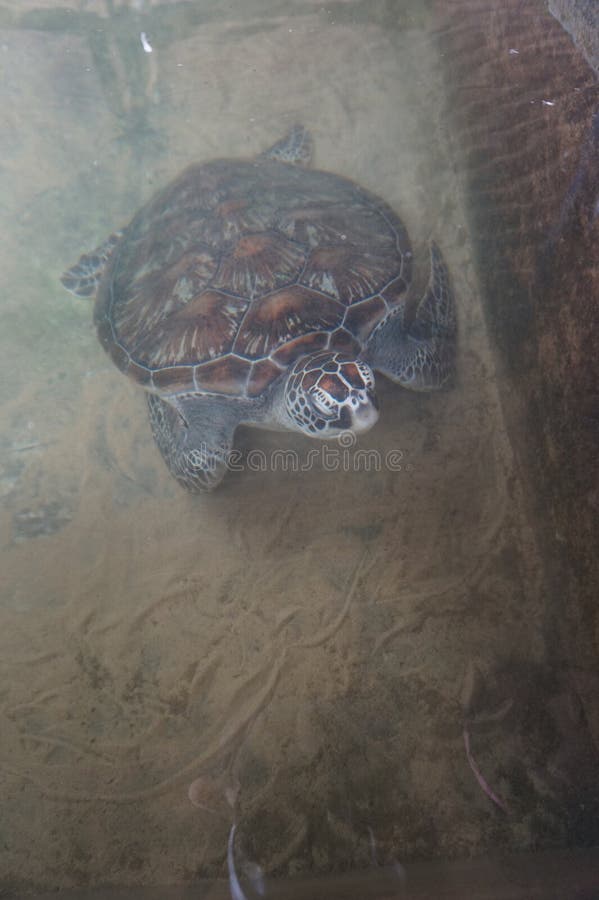 Cute Funny Hidden Turtle Stock Photos - Free & Royalty-Free Stock ...