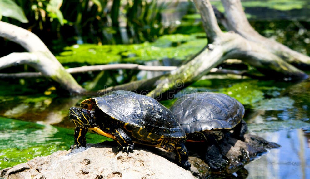 Turtles resting stock photo. Image of shell, swimming - 3551190