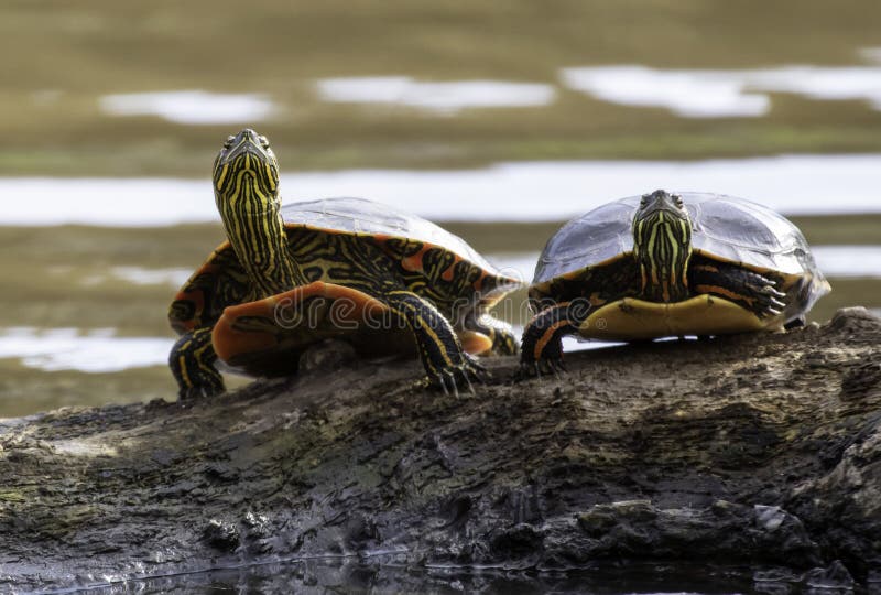 Turtles Resting on a Rock Close To Shore Stock Image - Image of nature ...