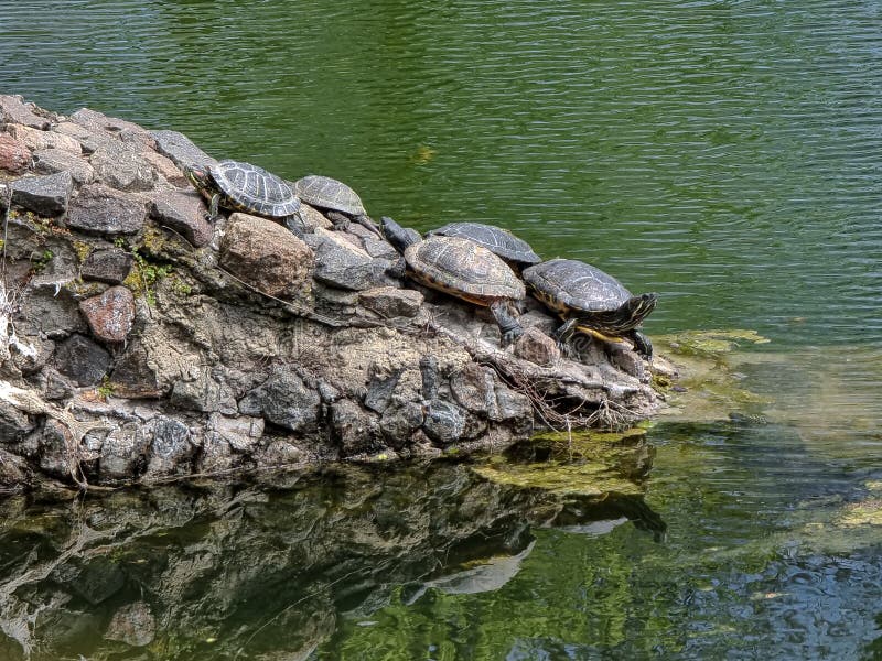 Turtles Resting on Rocks in the Park Stock Photo - Image of park ...