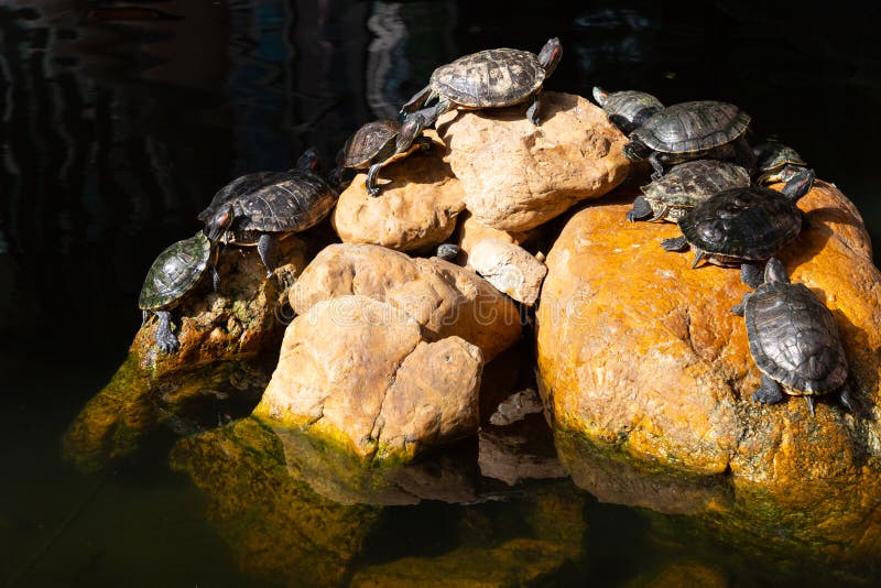 Turtles Resting on Rocks in a Pond Stock Photo - Image of nature ...