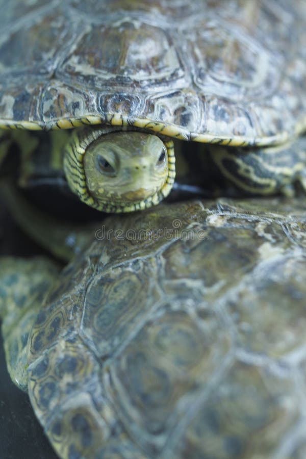 Turtles Resting Together in a Natural Habitat Stock Photo - Image of ...