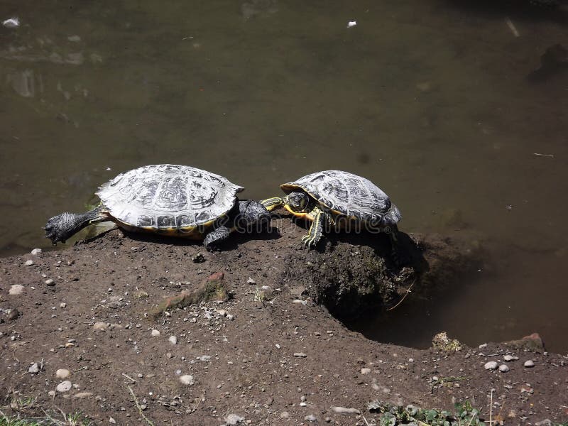 Turtles by the river stock image. Image of little, turtles - 155817615