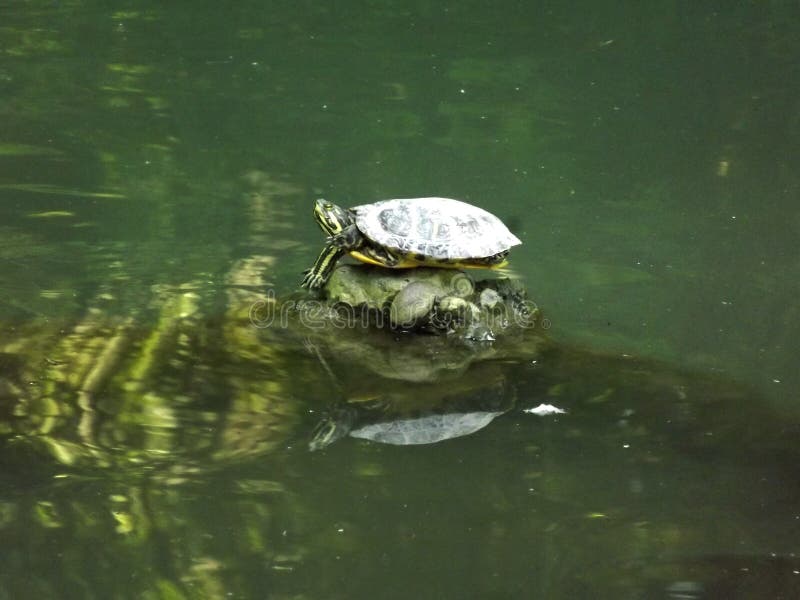 Turtles by the river stock image. Image of reflection - 155817537